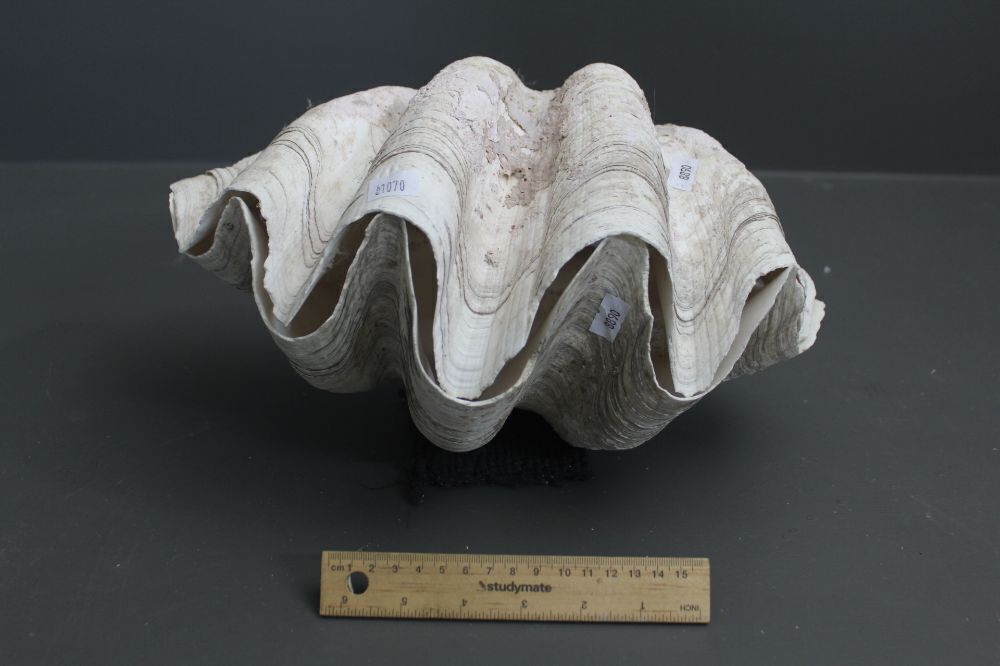 Large Vintage 2 Part Clamshell