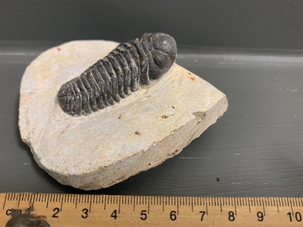 400 Million Year Old Devonian Age Trilobite Fossil from Morocco