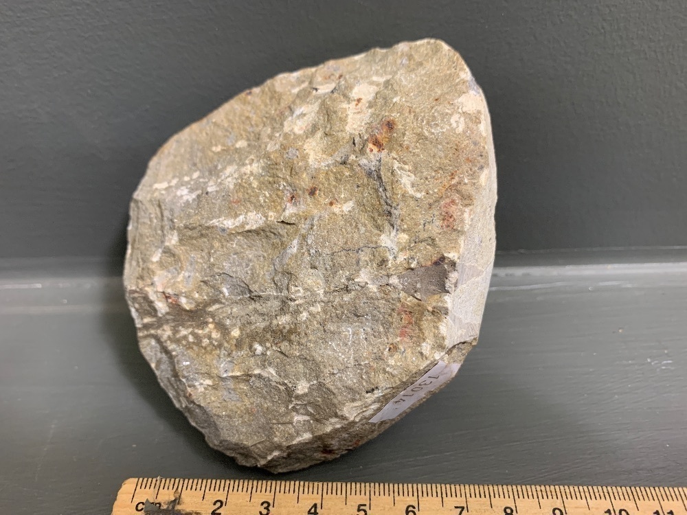 400 Million Year Old Devonian Age Trilobite Fossil from Morocco