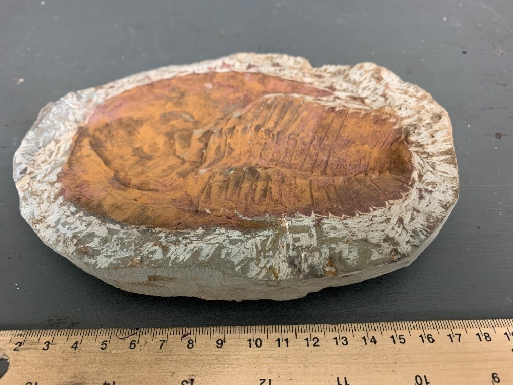 Half Billion year old Cambrian age PARADOXIDES Trilobite fossil from ...