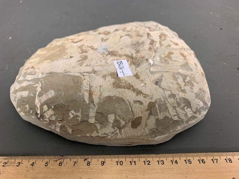 Half Billion year old Cambrian age PARADOXIDES Trilobite fossil from ...