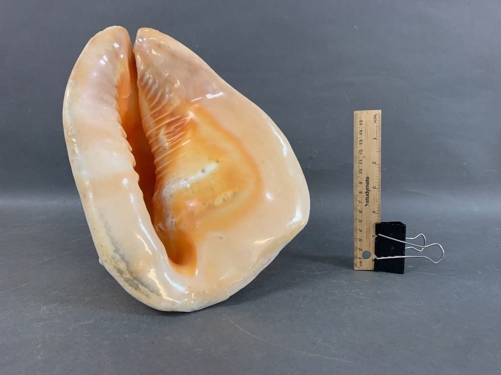 Large Vintage Conch Shell