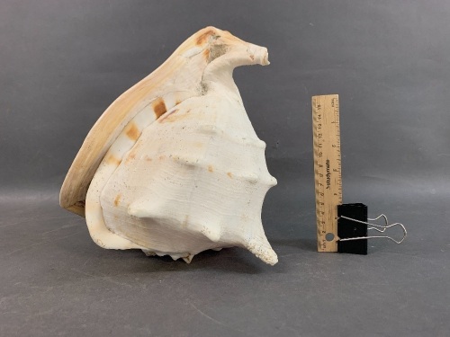 Large Vintage Conch Shell